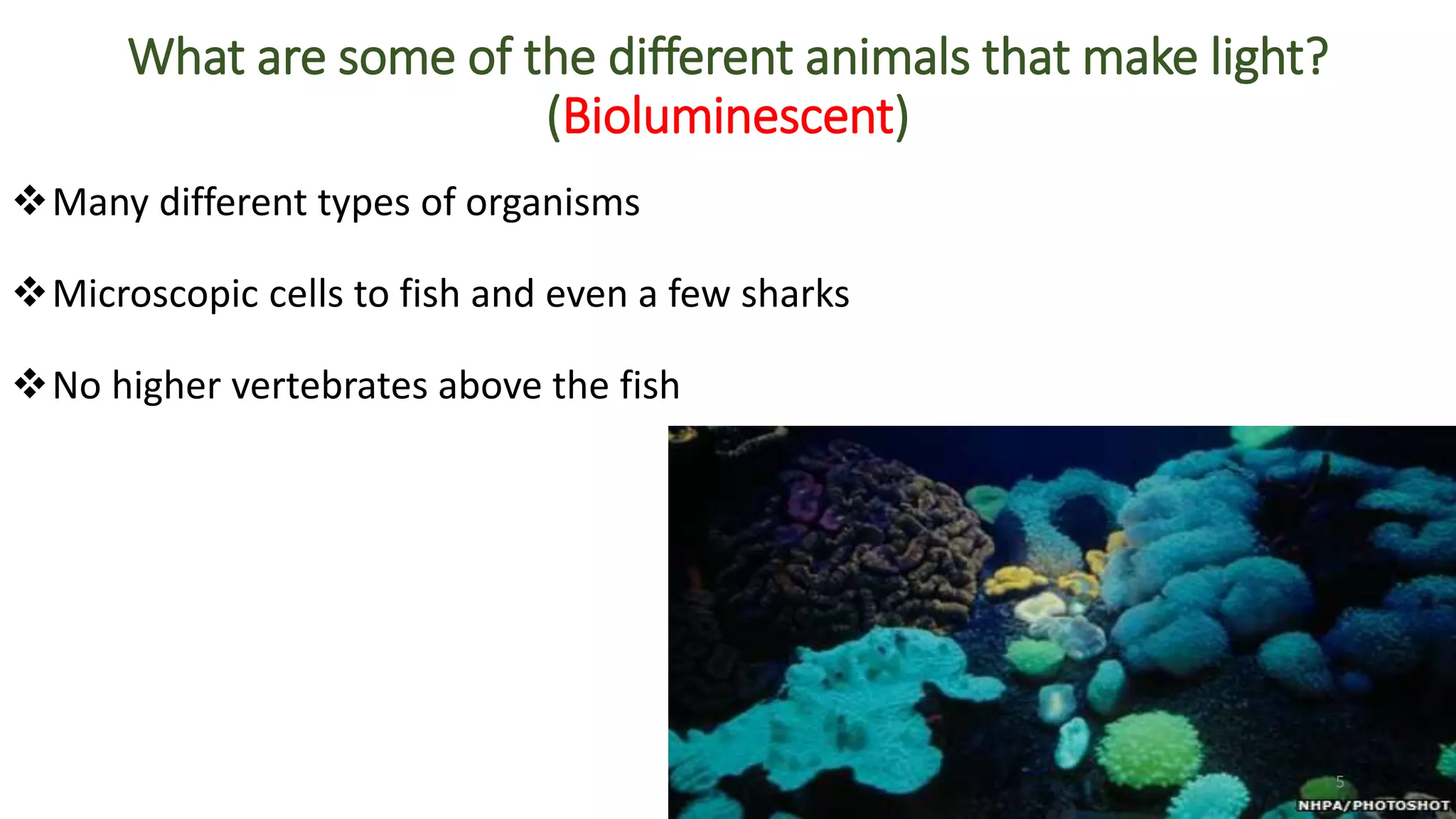 Bioluminescence | PPTX