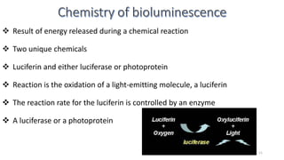Bioluminescence | PPTX