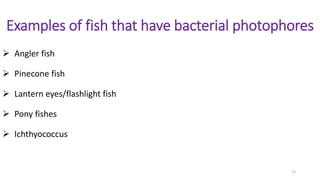 Bioluminescence | PPTX