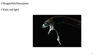 Bioluminescence | PPTX