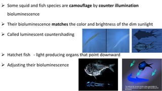Bioluminescence | PPTX