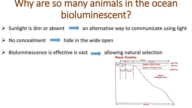 Bioluminescence | PPTX | Zoos & Aquariums | Attractions