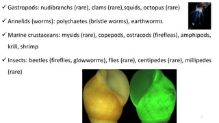 Bioluminescence | PPTX