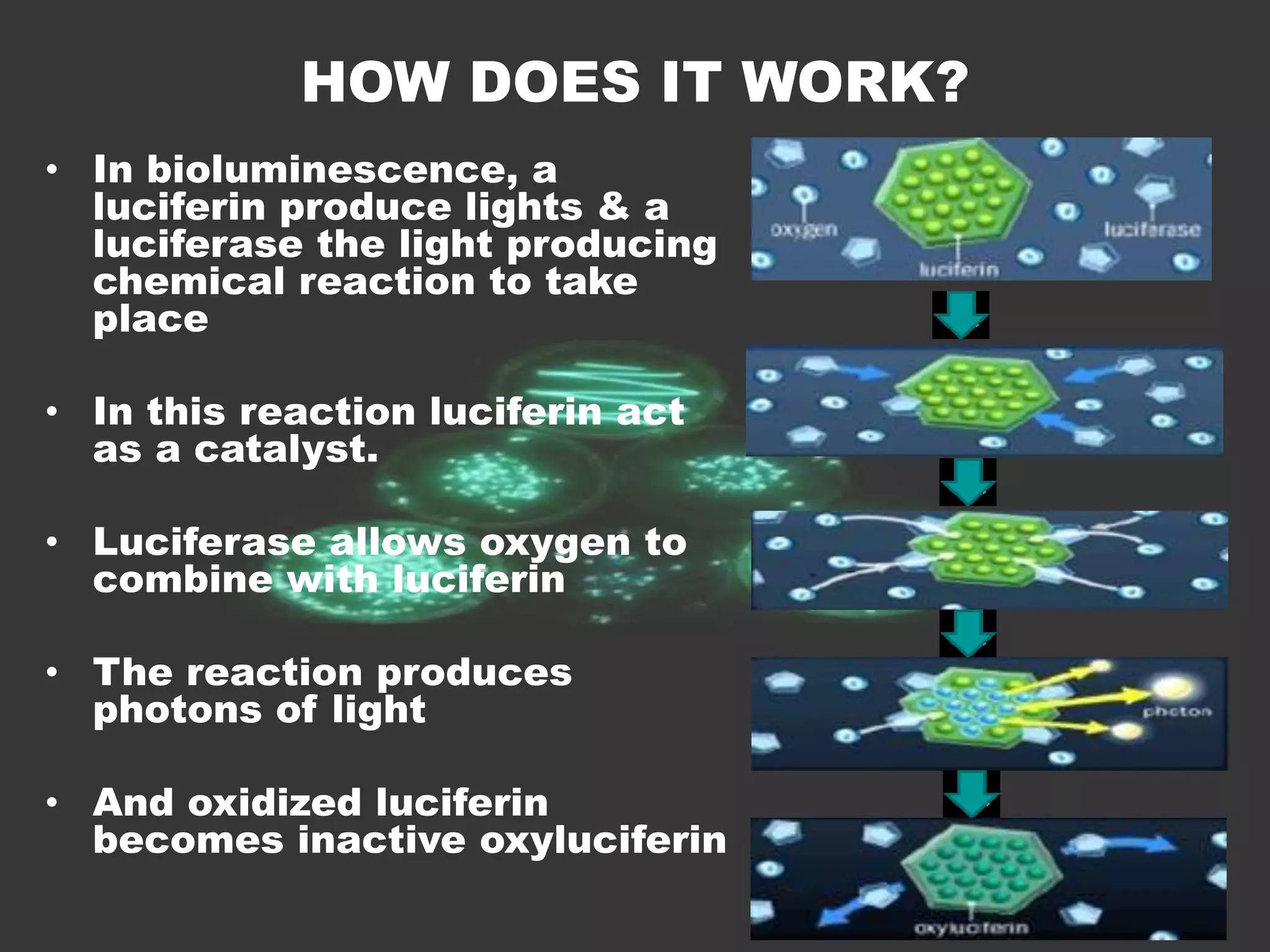 Bioluminescence by iqra malik | PPTX