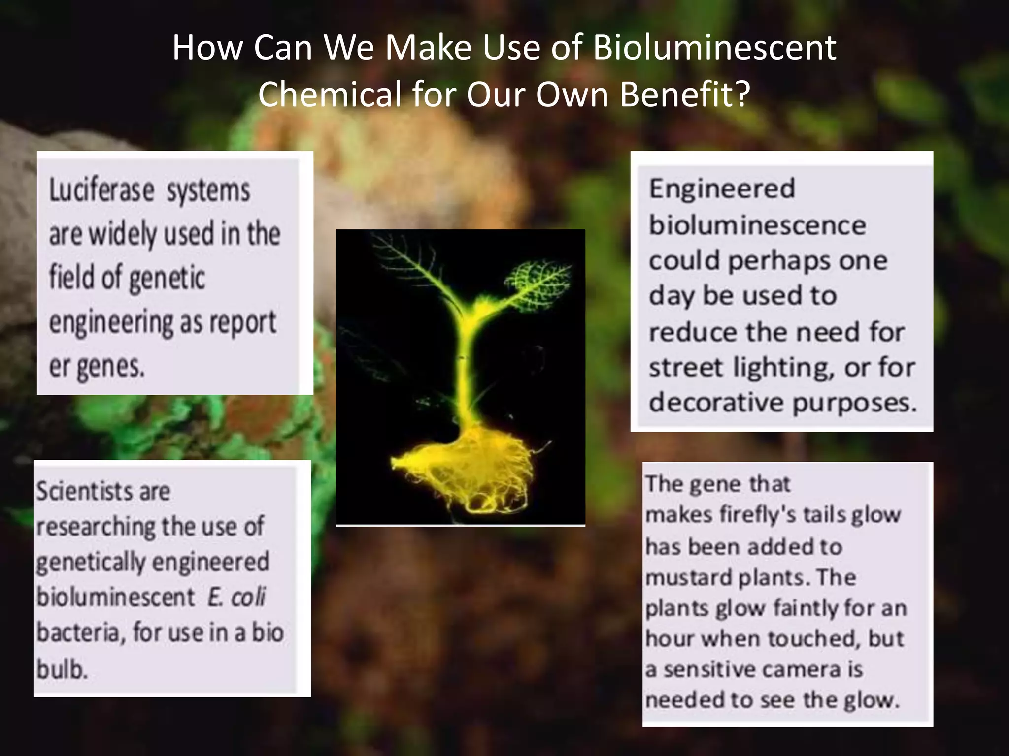 Bioluminescence by iqra malik | PPTX | Geography | Science
