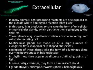 Bioluminescence | PPTX | Eye and Vision Conditions | Diseases and ...