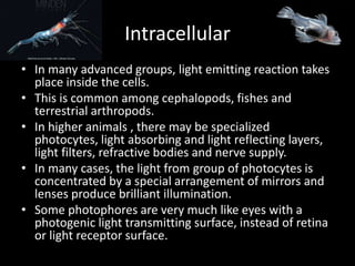 Bioluminescence | PPTX | Eye and Vision Conditions | Diseases and ...