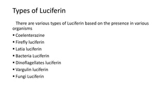 Bioluminescence.pptx | Chemistry | Science