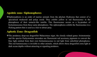 Bioluminescence,fluorescence and phosphorescence | PPTX