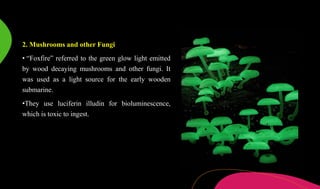 Bioluminescence,fluorescence and phosphorescence | PPTX