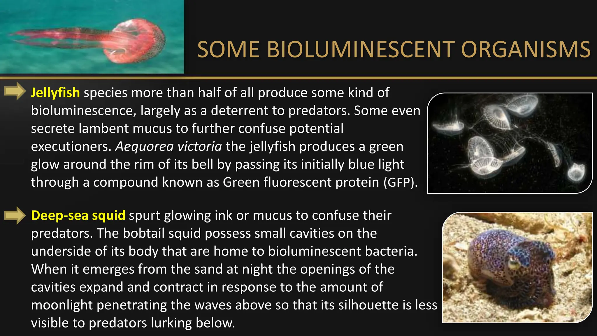 BIOLUMINESCENCE (Glowing Organisms).pptx