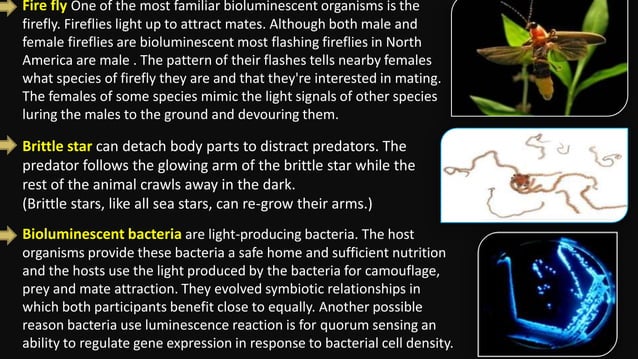 BIOLUMINESCENCE (Glowing Organisms).pptx | Biological Sciences | Science