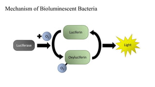BIOLUMINESCENCE IN MICROORGANISMS PPT.pptx
