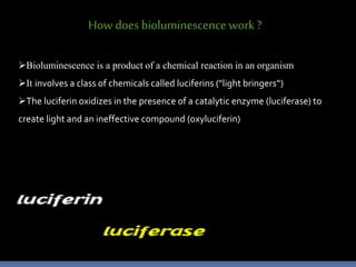 Bioluminescence mechanism | PPTX