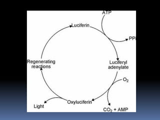 Bioluminescence mechanism | PPTX