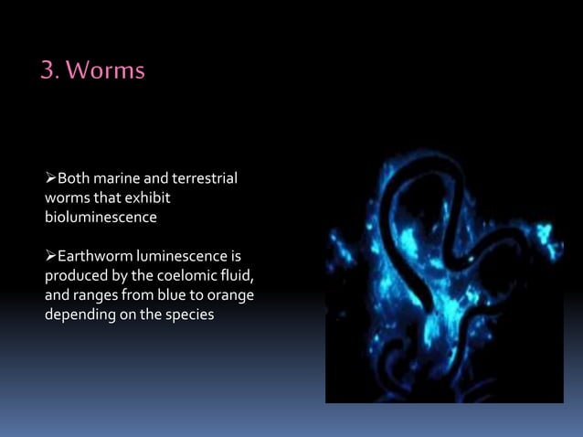 Bioluminescence mechanism | PPT