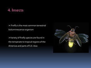 Bioluminescence mechanism | PPTX