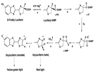 Bioluminescence mechanism | PPTX