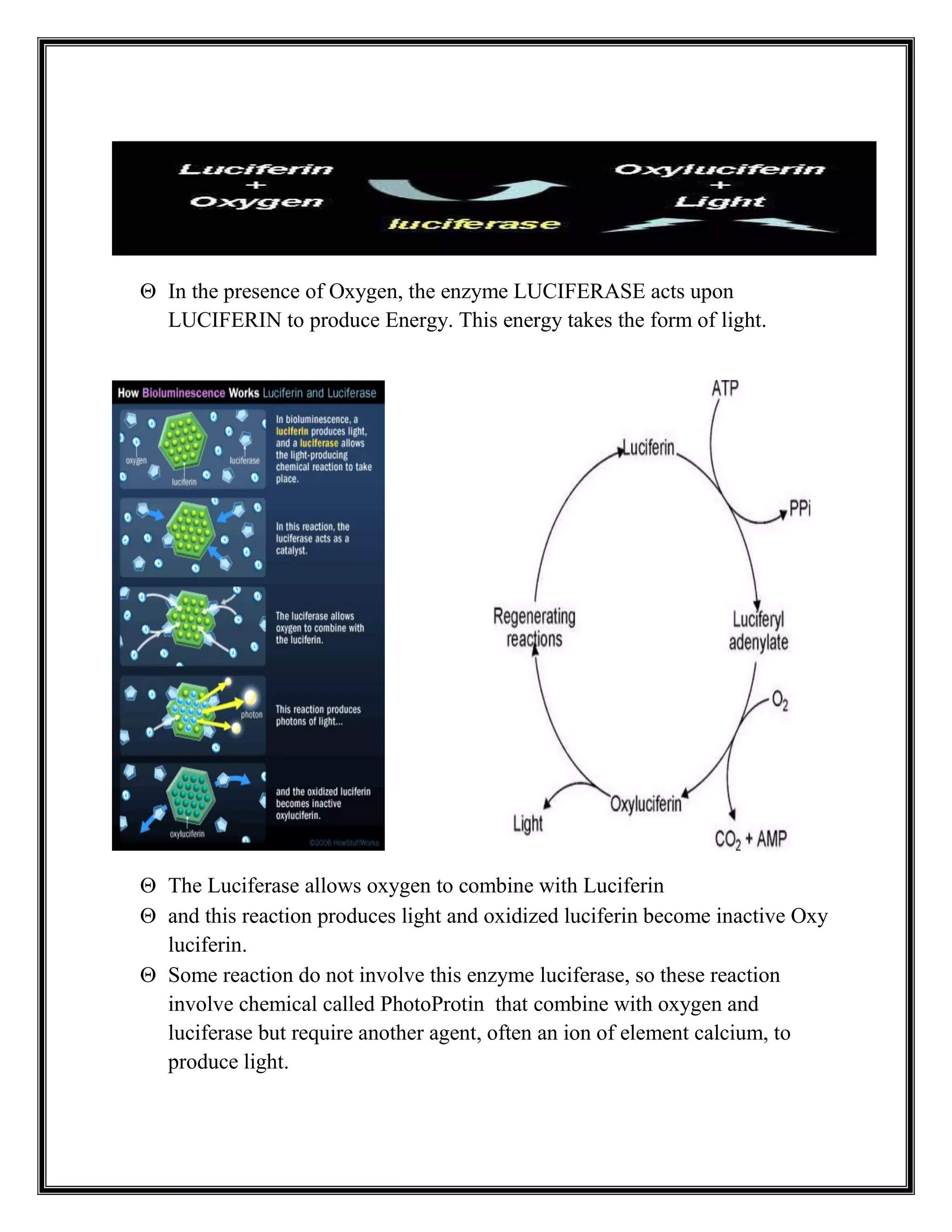 Bioluminescence ppt | PDF