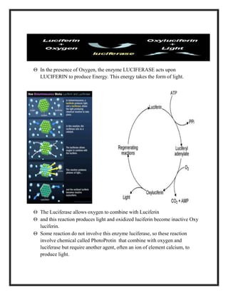 Bioluminescence ppt | PDF