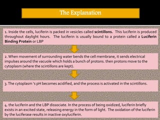 Bioluminescent dinoflagellates | PPT