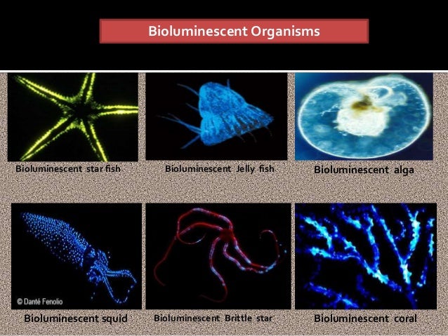 Bioluminescent dinoflagellates