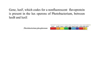 bioluminiscence example for light movement | PPTX