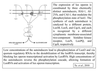 bioluminiscence example for light movement | PPTX