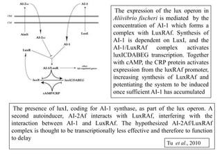 bioluminiscence example for light movement | PPTX