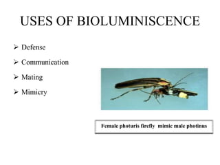 bioluminiscence example for light movement | PPTX