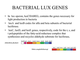 bioluminiscence example for light movement | PPTX