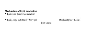 Fish Bioluminiscences and their functions | PPTX