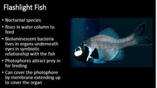 Fish Bioluminiscences and their functions | PPTX