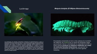 Bioluminiscencia.pptx