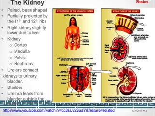 Unit 8: Kidney Functions and disorders | PDF