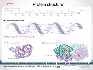Unit 2: Proteins, abnormalities and methods of proteins investigation | PDF
