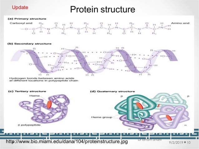 Unit 2: Proteins, abnormalities and methods of proteins investigation ...