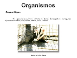 Apresentação Campos Sulinos | PPT