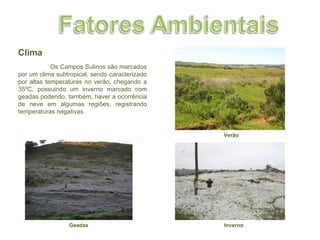 Apresentação Campos Sulinos | PPT
