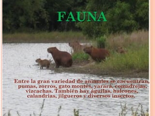 Bioma argentina montes | PPT