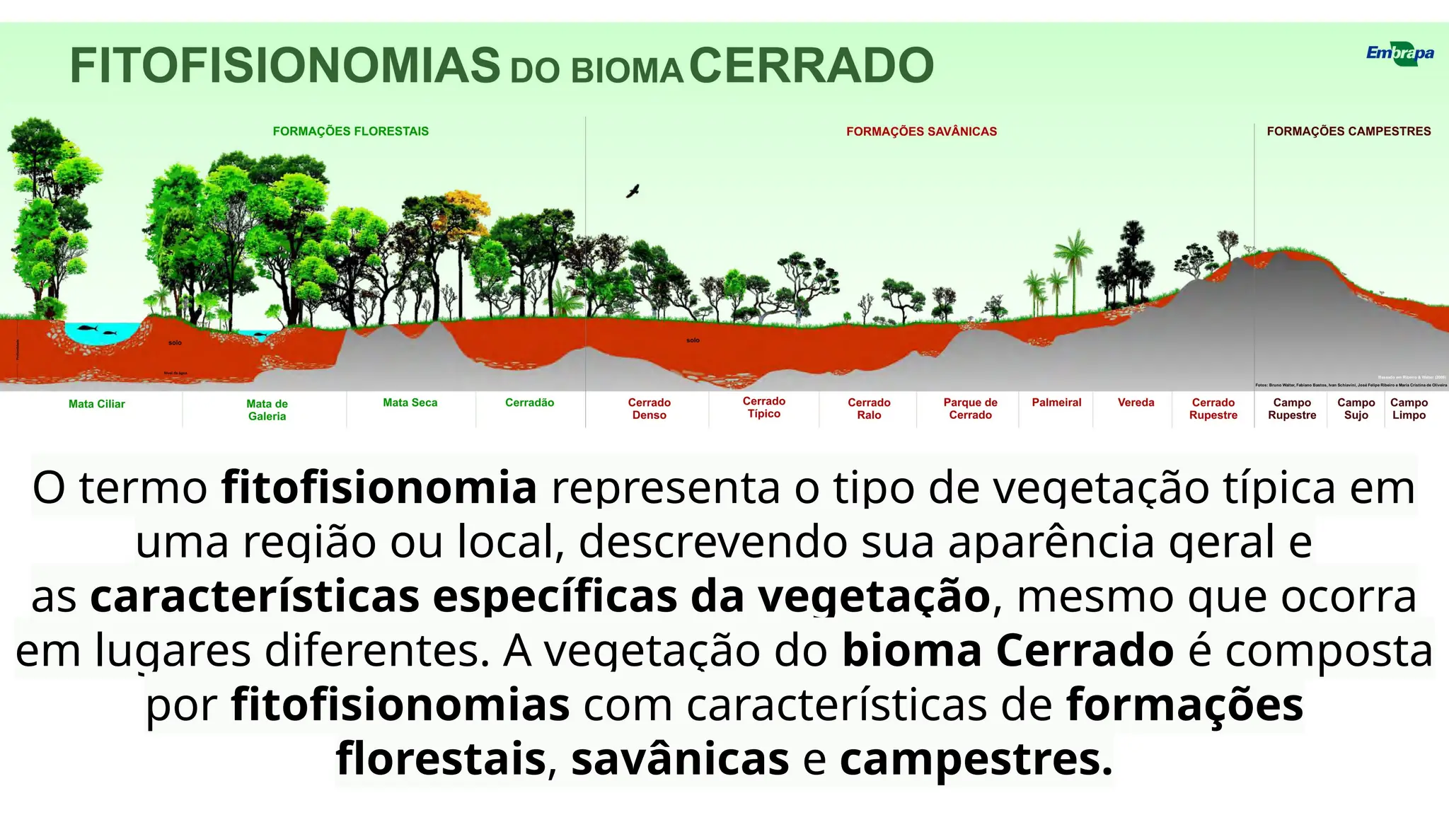 Bioma Cerrado - caracteristicas gerais e fitofisionomias | PPTX ...
