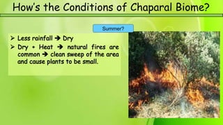 Chaparral biome | PPT | Reptiles | Pets