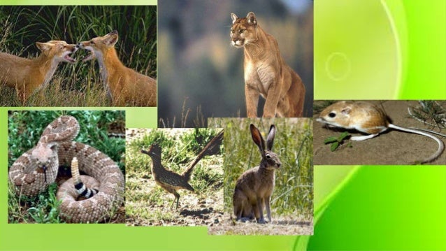 Chaparral Biome Animals