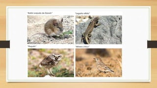 Bioma desierto | PPTX
