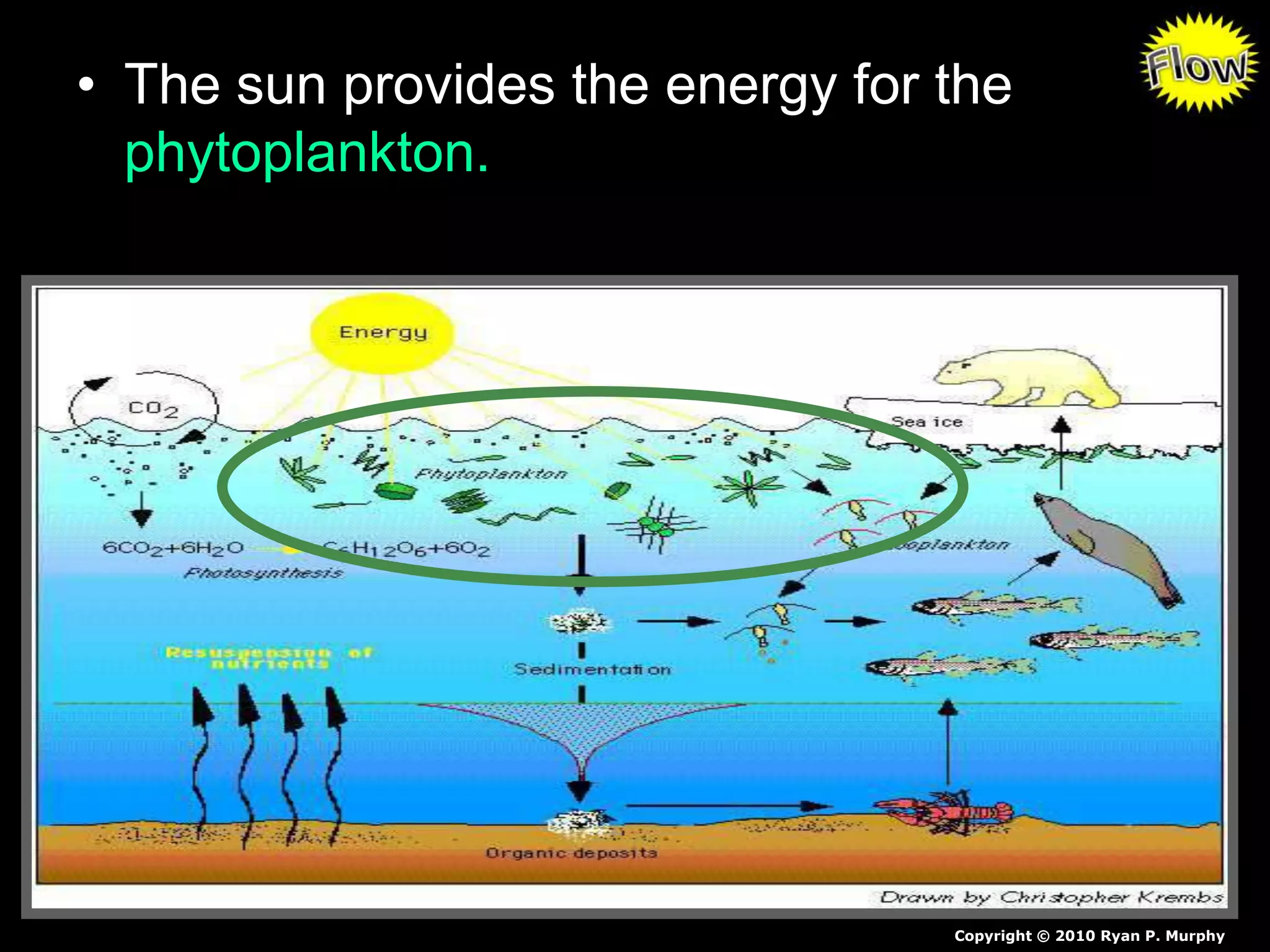 Biomagnification and Bioaccumulation Lesson PowerPoint, Food Chain ...