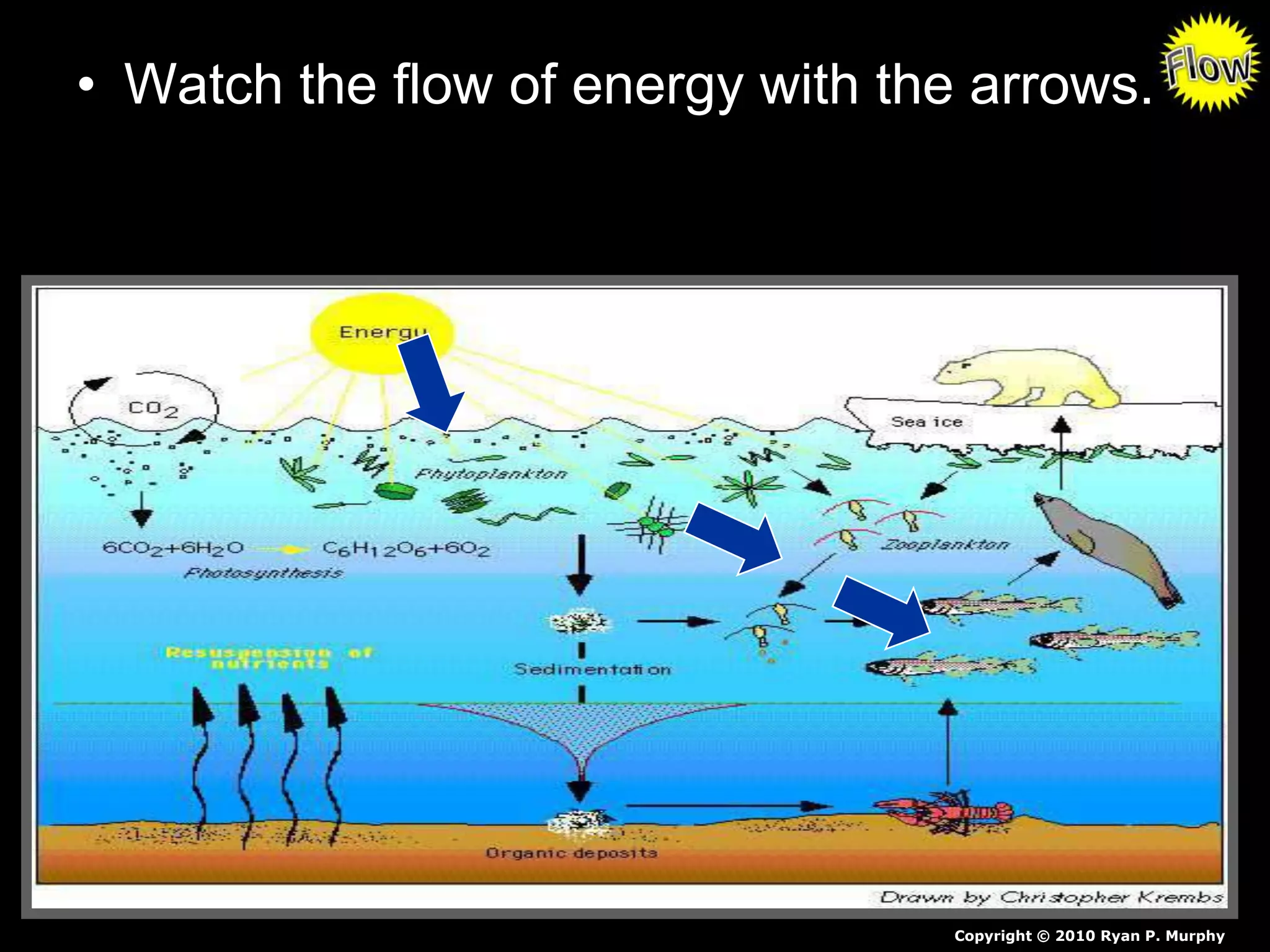 Biomagnification and Bioaccumulation Lesson PowerPoint, Food Chain ...