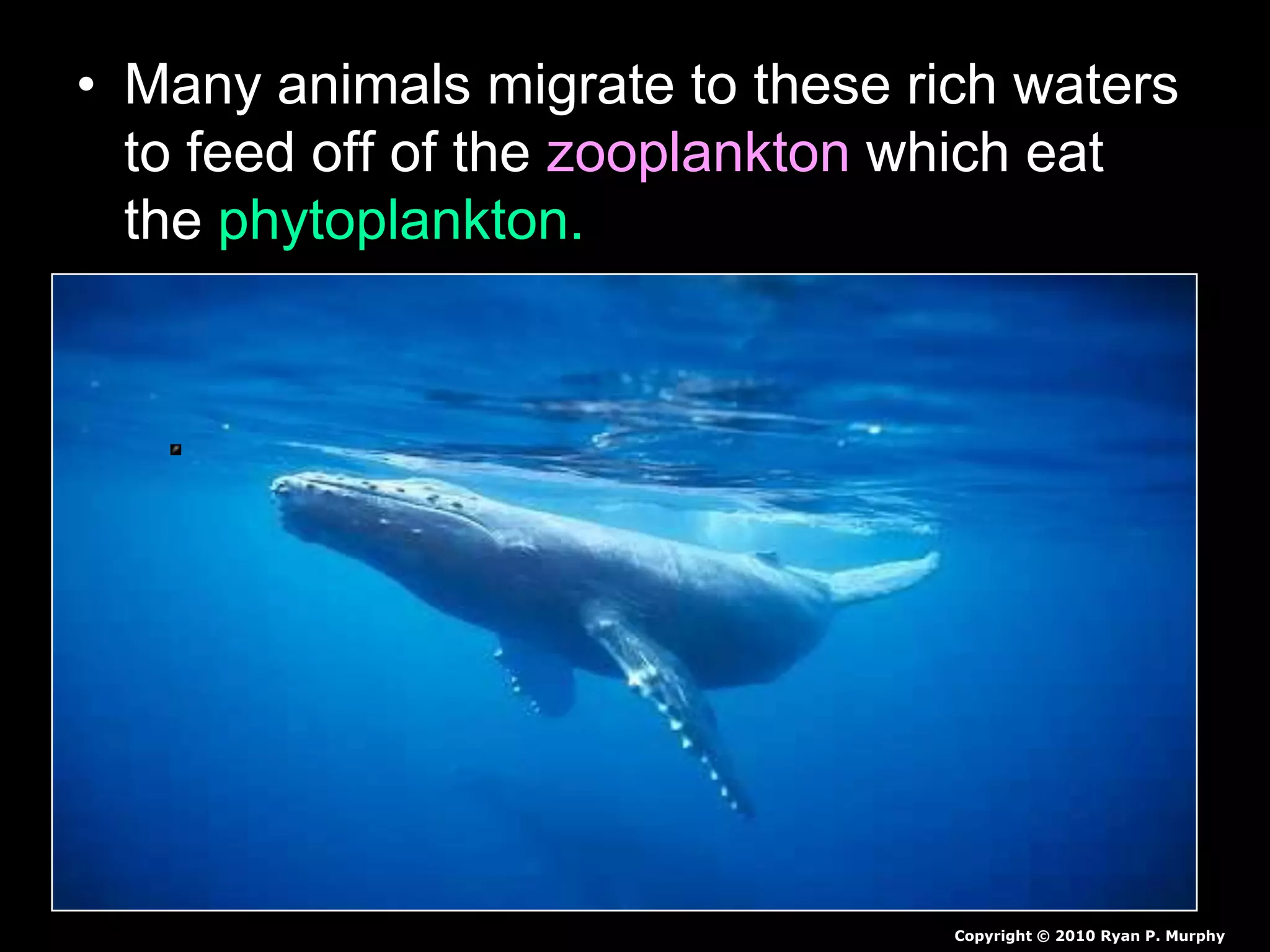 Biomagnification and Bioaccumulation Lesson PowerPoint, Food Chain ...
