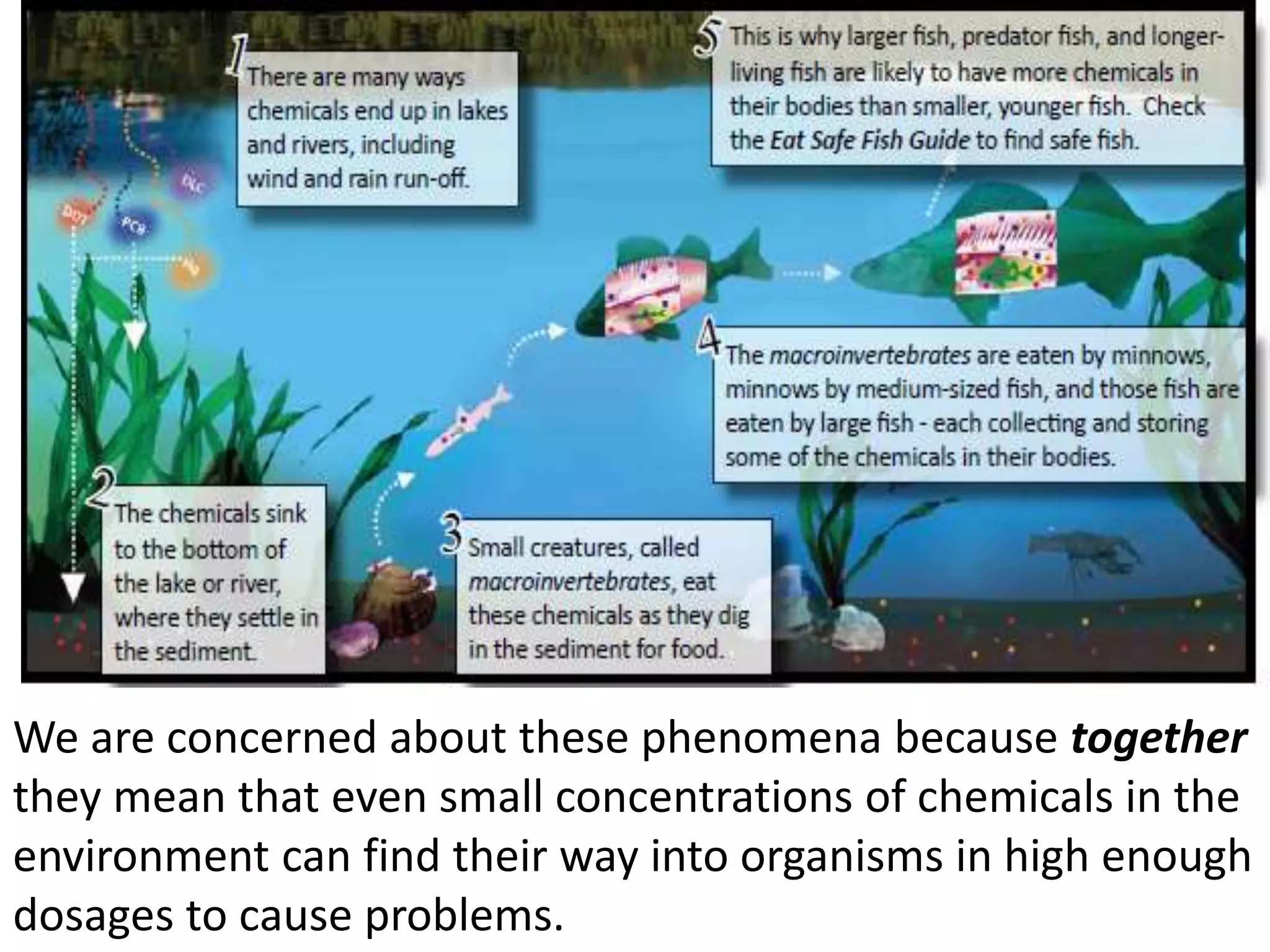 Bioaccumulation and Biomagnification | PPTX