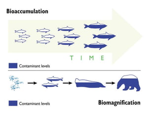 Bioaccumulation Diagram