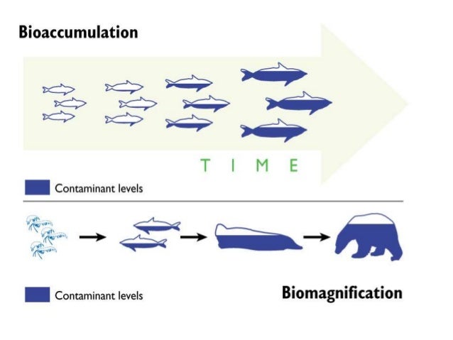 Bioaccumulation and Biomagnification